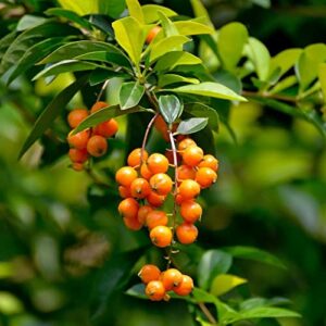 CHUXAY GARDEN Duranta Erecta,Golden Dewdrop, Pigeon Berry,Skyflower 125 Seeds Purple Sprawling Shrub Small Tree Ornamental Flowering Plant Low-Maintenance