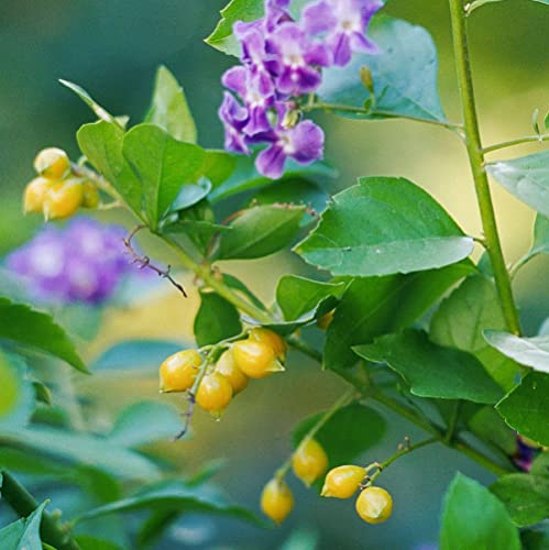 CHUXAY GARDEN Duranta Erecta,Golden Dewdrop, Pigeon Berry,Skyflower 125 Seeds Purple Sprawling Shrub Small Tree Ornamental Flowering Plant Low-Maintenance