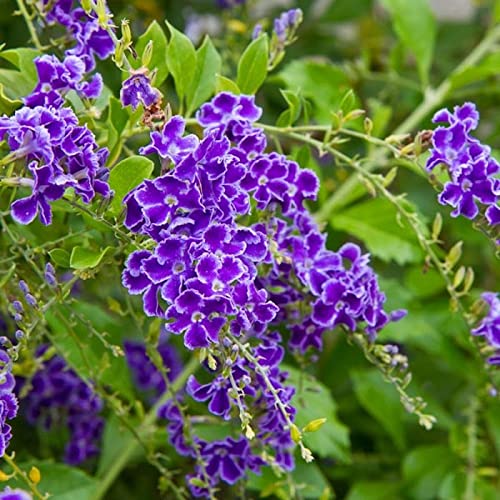 CHUXAY GARDEN Duranta Erecta,Golden Dewdrop, Pigeon Berry,Skyflower 125 Seeds Purple Sprawling Shrub Small Tree Ornamental Flowering Plant Low-Maintenance