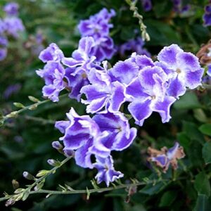 CHUXAY GARDEN Duranta Erecta,Golden Dewdrop, Pigeon Berry,Skyflower 125 Seeds Purple Sprawling Shrub Small Tree Ornamental Flowering Plant Low-Maintenance