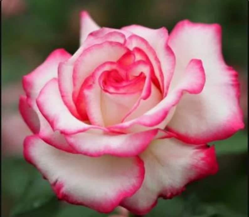 Cherry Parfait Rose Seed Rose Bush 28 Seeds, Planting Ornaments Perennial Garden Simple to Grow Pots Gifts