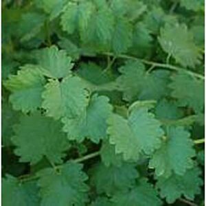 salad burnet seeds (20+ seeds) | non gmo | vegetable fruit herb flower seeds for planting | home garden greenhouse pack