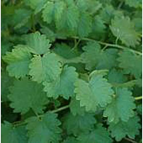 Salad Burnet Seeds (20+ Seeds) | Non GMO | Vegetable Fruit Herb Flower Seeds for Planting | Home Garden Greenhouse Pack