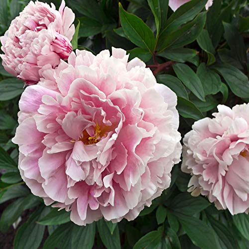 Outsidepride Papaver Peony Poppy Pale Rose Garden Cut Flowers Great for Vases, Dried Arrangements - 10000 Seeds