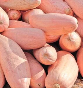 tomorrowseeds – jumbo pink banana squash seeds – 40+ count packet – georgia candy roaster big sweet butternut pumpkin winter garden