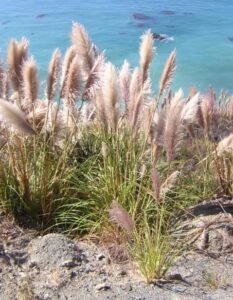 pampas grass plants live purple 3 plugs planting ornaments garden perennials simple to grow pots