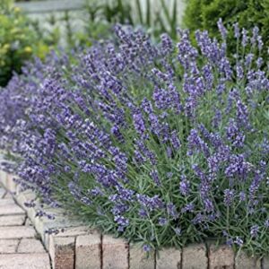 Sereniseed Certified Organic English Lavender Seeds (200 Seeds) – 100% Non GMO, Open Pollinated – Grow Guide