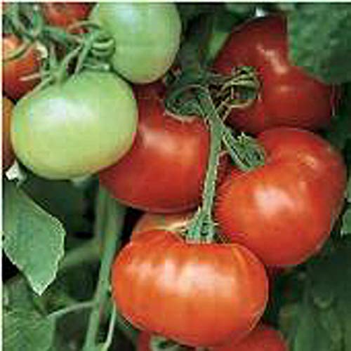 Super Fantastic Tomato Seeds (20+ Seeds) | Non GMO | Vegetable Fruit Herb Flower Seeds for Planting | Home Garden Greenhouse Pack