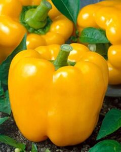 david’s garden seeds pepper bell california wonder golden 4472 (yellow) 25 non-gmo, heirloom seeds