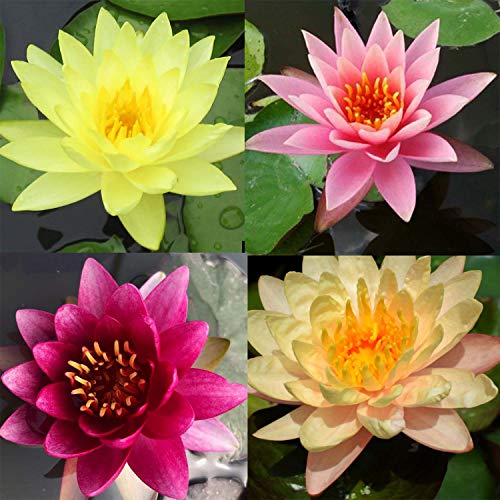 Pre-Grown Hardy Water Lily Tuber (Top 4 IWGS Award) Aquatic Pond Plant Garden Assorted Free Fertilizer Supplies