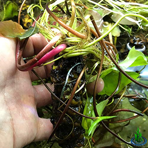 Pre-Grown Hardy Water Lily Tuber (Top 4 IWGS Award) Aquatic Pond Plant Garden Assorted Free Fertilizer Supplies