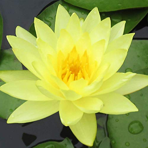 Pre-Grown Hardy Water Lily Tuber (Top 4 IWGS Award) Aquatic Pond Plant Garden Assorted Free Fertilizer Supplies