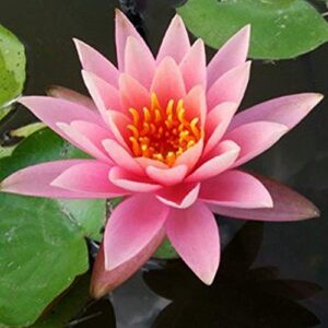 Pre-Grown Hardy Water Lily Tuber (Top 4 IWGS Award) Aquatic Pond Plant Garden Assorted Free Fertilizer Supplies