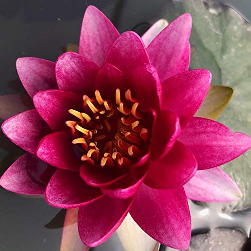 Pre-Grown Hardy Water Lily Tuber (Top 4 IWGS Award) Aquatic Pond Plant Garden Assorted Free Fertilizer Supplies