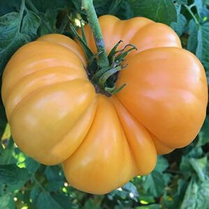 Amana Orange Beefsteak Heirloom Tomato Seeds for Planting, 50+ Heirloom Seeds Per Packet, Non GMO Seeds, (Isla's Garden Seeds), Botanical Name: Lycopersicon esculentum, Great Home Garden Gift