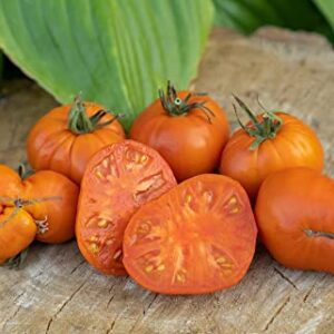 Amana Orange Beefsteak Heirloom Tomato Seeds for Planting, 50+ Heirloom Seeds Per Packet, Non GMO Seeds, (Isla's Garden Seeds), Botanical Name: Lycopersicon esculentum, Great Home Garden Gift