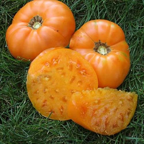 Amana Orange Beefsteak Heirloom Tomato Seeds for Planting, 50+ Heirloom Seeds Per Packet, Non GMO Seeds, (Isla's Garden Seeds), Botanical Name: Lycopersicon esculentum, Great Home Garden Gift