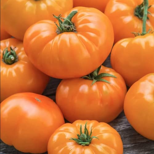 Amana Orange Beefsteak Heirloom Tomato Seeds for Planting, 50+ Heirloom Seeds Per Packet, Non GMO Seeds, (Isla's Garden Seeds), Botanical Name: Lycopersicon esculentum, Great Home Garden Gift