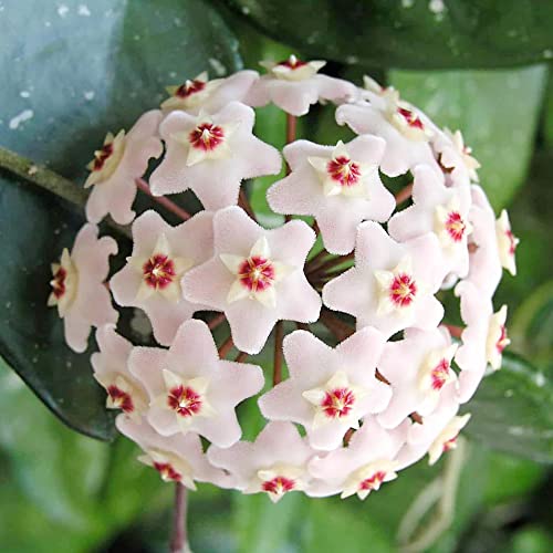 Hoya Carnosa Seeds Wax Plant Fragrant Perennial Low Maintenance Easy to Care Tropical Succulent Containers Indoor Trellis 100Pcs Flower Seeds by YEGAOL Garden