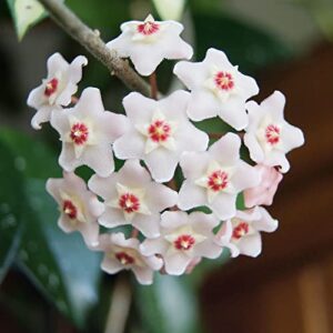 Hoya Carnosa Seeds Wax Plant Fragrant Perennial Low Maintenance Easy to Care Tropical Succulent Containers Indoor Trellis 100Pcs Flower Seeds by YEGAOL Garden