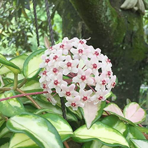 Hoya Carnosa Seeds Wax Plant Fragrant Perennial Low Maintenance Easy to Care Tropical Succulent Containers Indoor Trellis 100Pcs Flower Seeds by YEGAOL Garden