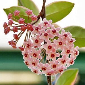 Hoya Carnosa Seeds Wax Plant Fragrant Perennial Low Maintenance Easy to Care Tropical Succulent Containers Indoor Trellis 100Pcs Flower Seeds by YEGAOL Garden