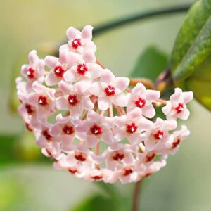 Hoya Carnosa Seeds Wax Plant Fragrant Perennial Low Maintenance Easy to Care Tropical Succulent Containers Indoor Trellis 100Pcs Flower Seeds by YEGAOL Garden