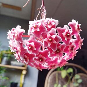 Hoya Carnosa Seeds Wax Plant Fragrant Perennial Low Maintenance Easy to Care Tropical Succulent Containers Indoor Trellis 100Pcs Flower Seeds by YEGAOL Garden