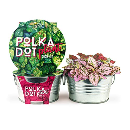 BUZZY Mini Basin Seed Grow Kit | Polka Dot Plant | Painted Garden Collection | Best Gardening Gifts, Favors, Weddings, Parties, Events, Modern, Trendy, Unique, and Fun | Growth Guaranteed