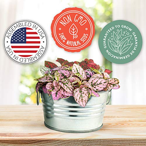 BUZZY Mini Basin Seed Grow Kit | Polka Dot Plant | Painted Garden Collection | Best Gardening Gifts, Favors, Weddings, Parties, Events, Modern, Trendy, Unique, and Fun | Growth Guaranteed