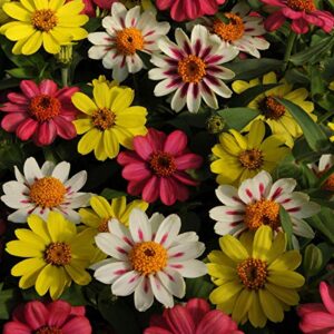 outsidepride zinnia zahara raspberry lemonade heat & drought tolerant garden cut flowers – 100 seeds