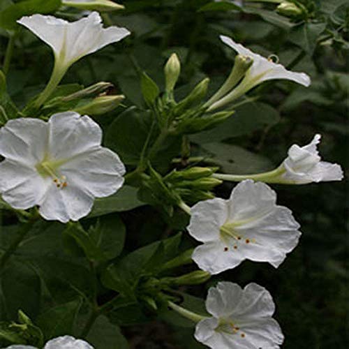 Four O'clock, White Four O'clock Flower Seeds, 50 Seeds per Package, Gorgeous Addition to Any Garden. Sold by Jacobs Ladder ENT.