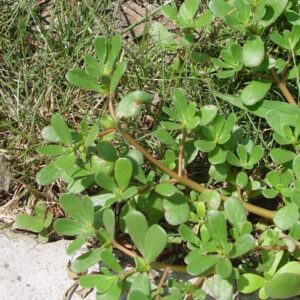 CHUXAY GARDEN 1000 Seeds Portulaca Oleracea,Common Purslane,Little Hogweed,Pursley Green Edible Vegetables Rich in Vitamins A C E Great for Salad