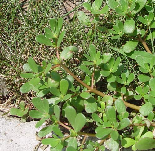 CHUXAY GARDEN 1000 Seeds Portulaca Oleracea,Common Purslane,Little Hogweed,Pursley Green Edible Vegetables Rich in Vitamins A C E Great for Salad