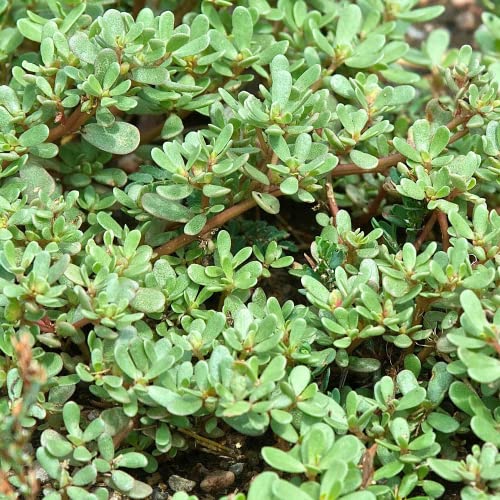 CHUXAY GARDEN 1000 Seeds Portulaca Oleracea,Common Purslane,Little Hogweed,Pursley Green Edible Vegetables Rich in Vitamins A C E Great for Salad