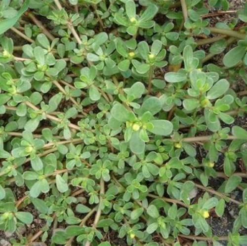 CHUXAY GARDEN 1000 Seeds Portulaca Oleracea,Common Purslane,Little Hogweed,Pursley Green Edible Vegetables Rich in Vitamins A C E Great for Salad