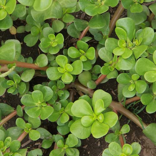 CHUXAY GARDEN 1000 Seeds Portulaca Oleracea,Common Purslane,Little Hogweed,Pursley Green Edible Vegetables Rich in Vitamins A C E Great for Salad