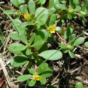 CHUXAY GARDEN 1000 Seeds Portulaca Oleracea,Common Purslane,Little Hogweed,Pursley Green Edible Vegetables Rich in Vitamins A C E Great for Salad