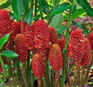 5 zingiber shampoo ginger seeds pinecone seeds indoor outdoor ornaments perennials garden growing can grow well pot