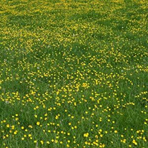 Western Buttercup Long Blooming Field Flower Seeds, 1000+ Seeds Per Packet, (Isla's Garden Seeds), Non GMO & Heirloom, Scientific Name: Ranunculus occidentalis, Great Home Garden Gift