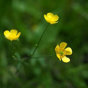 Western Buttercup Long Blooming Field Flower Seeds, 1000+ Seeds Per Packet, (Isla's Garden Seeds), Non GMO & Heirloom, Scientific Name: Ranunculus occidentalis, Great Home Garden Gift