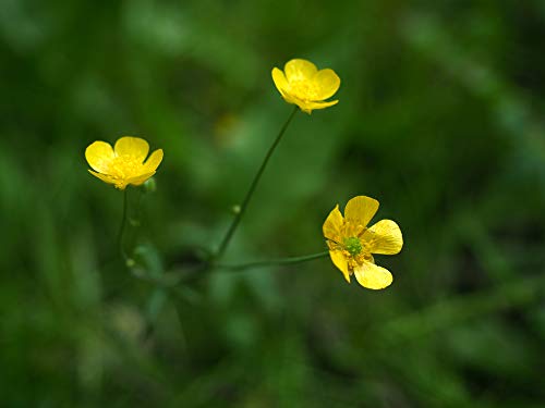 Western Buttercup Long Blooming Field Flower Seeds, 1000+ Seeds Per Packet, (Isla's Garden Seeds), Non GMO & Heirloom, Scientific Name: Ranunculus occidentalis, Great Home Garden Gift