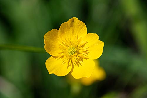 Western Buttercup Long Blooming Field Flower Seeds, 1000+ Seeds Per Packet, (Isla's Garden Seeds), Non GMO & Heirloom, Scientific Name: Ranunculus occidentalis, Great Home Garden Gift