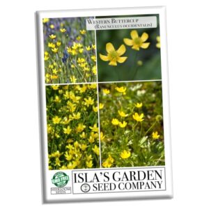 Western Buttercup Long Blooming Field Flower Seeds, 1000+ Seeds Per Packet, (Isla's Garden Seeds), Non GMO & Heirloom, Scientific Name: Ranunculus occidentalis, Great Home Garden Gift