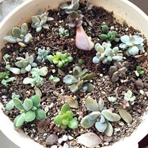 Seeds Of Strength Mixture 200+ Succulents Seeds Garden and Home Bonsai Flower Plant