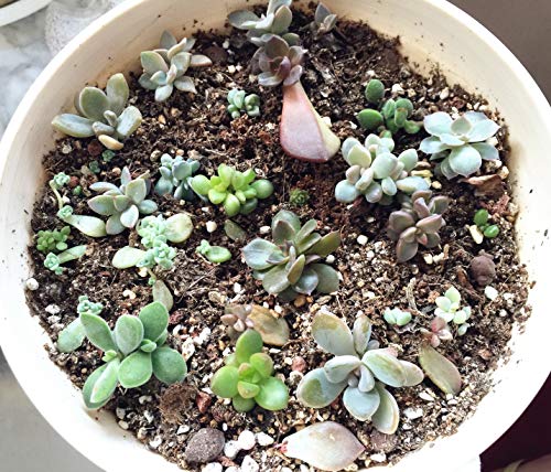 Seeds Of Strength Mixture 200+ Succulents Seeds Garden and Home Bonsai Flower Plant