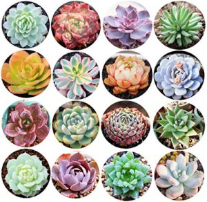 seeds of strength mixture 200+ succulents seeds garden and home bonsai flower plant