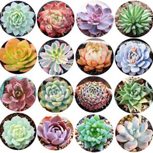 Seeds Of Strength Mixture 200+ Succulents Seeds Garden and Home Bonsai Flower Plant