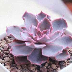 Seeds Of Strength Mixture 200+ Succulents Seeds Garden and Home Bonsai Flower Plant