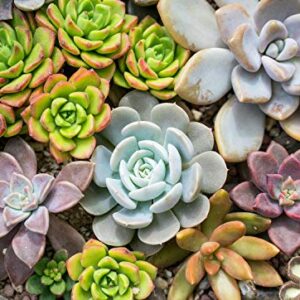 Seeds Of Strength Mixture 200+ Succulents Seeds Garden and Home Bonsai Flower Plant